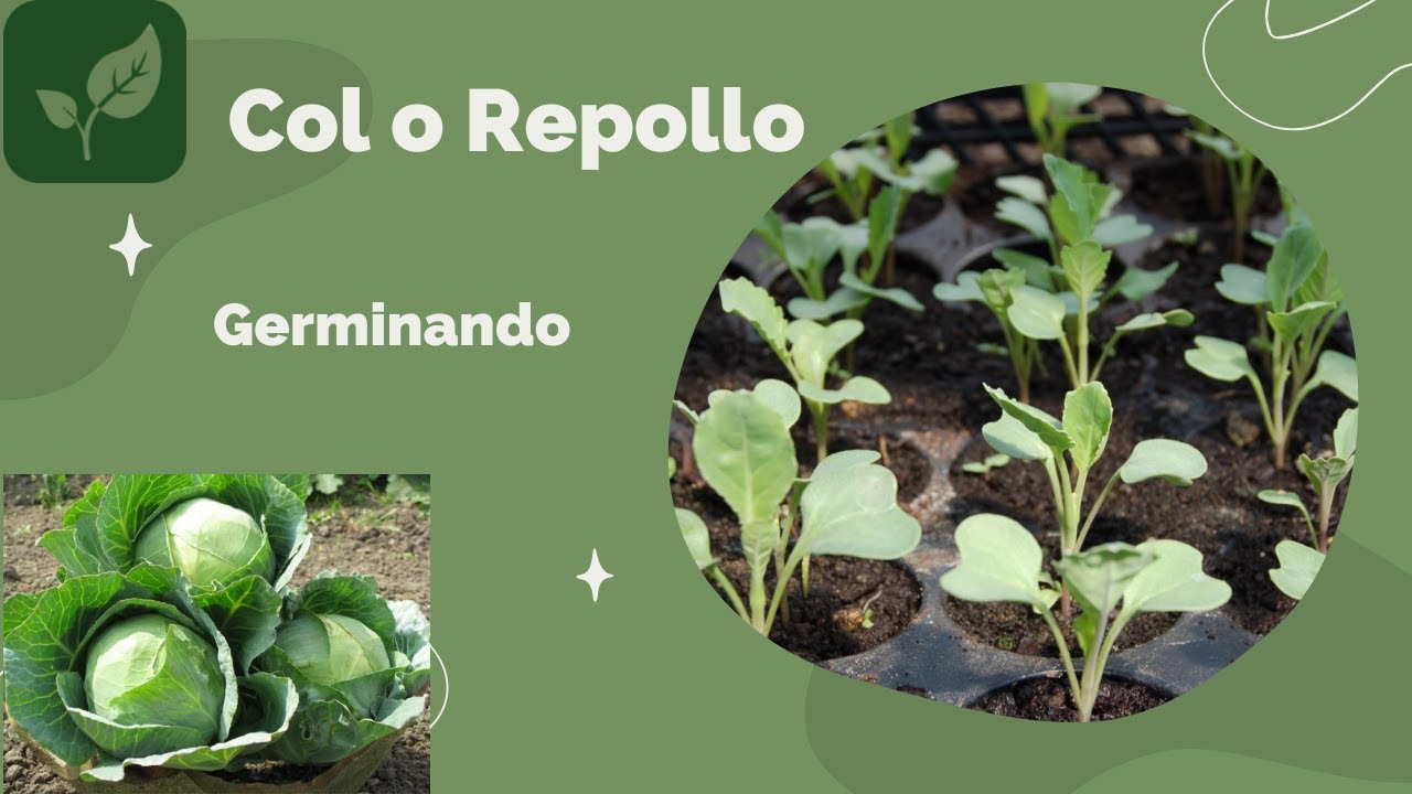 Germinando semillas de COL o REPOLLO - YouTube