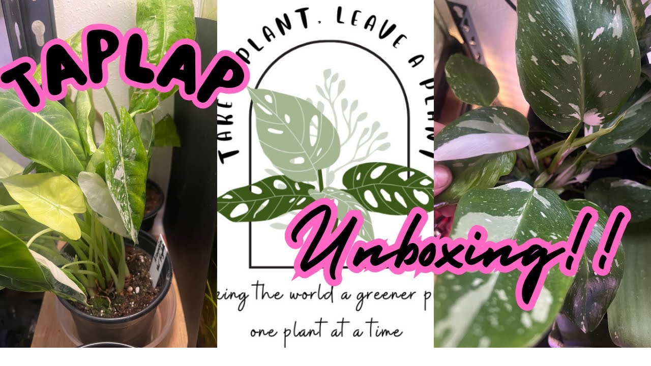 TAPLAP Plant Unboxing - YouTube