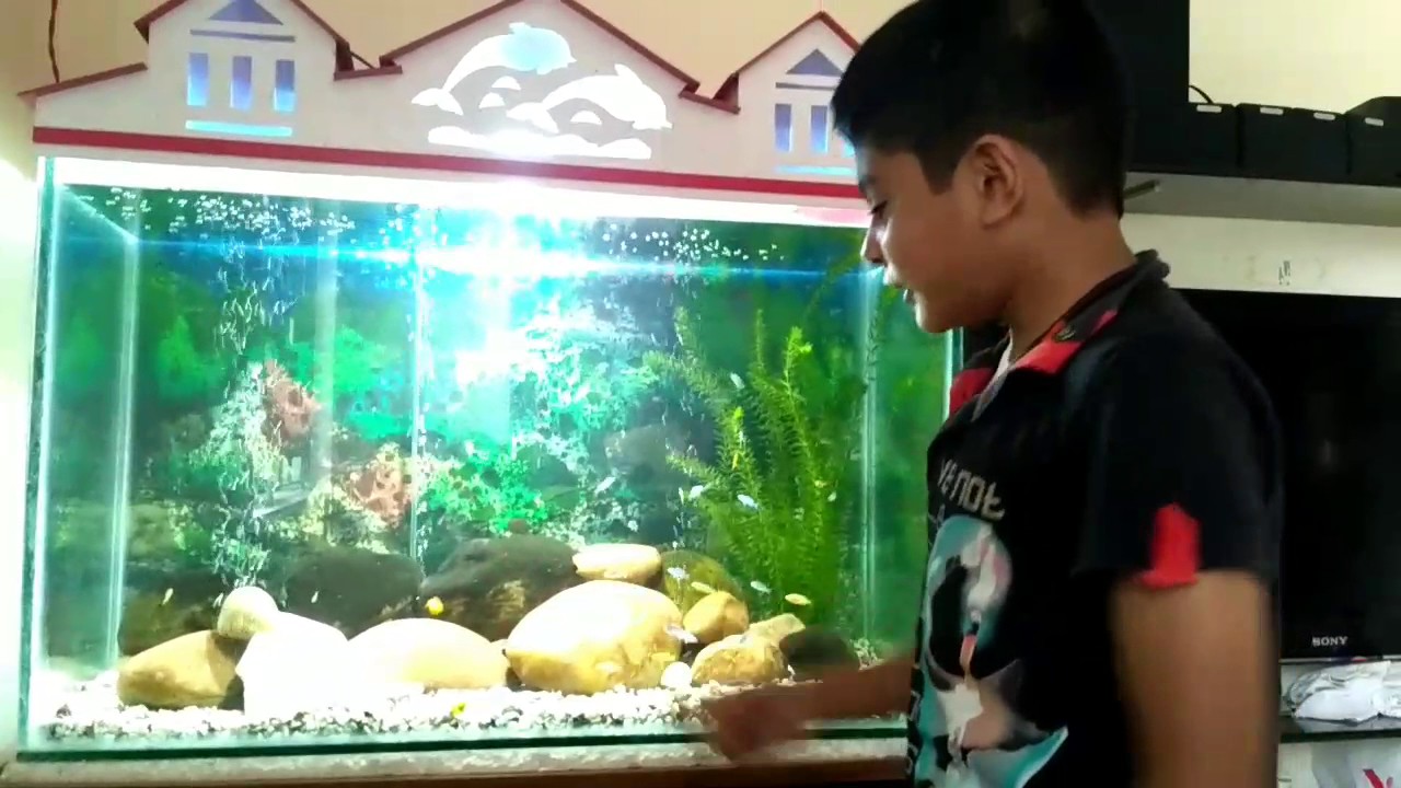 My Morph Fish Tank - Syed Nabhan. - YouTube