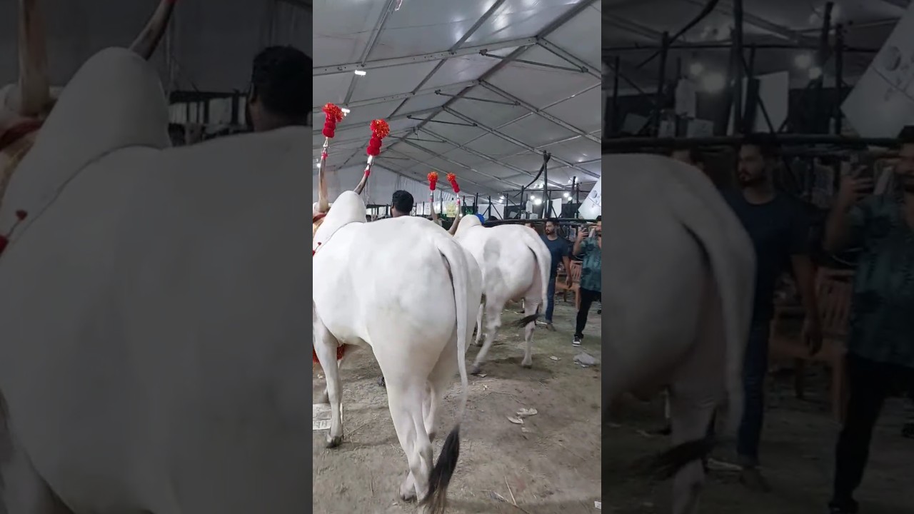 Beautiful Pair Of Halikar From Haider Agro || Cattle expo 2023 ...