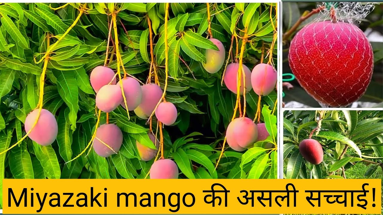 Miyazaki mango plant । World most expensive Mango plant । Miyazaki ...