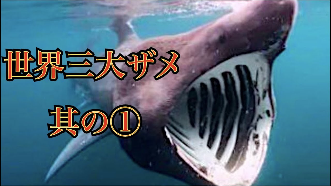 【ホホジロザメの倍】全魚類No.2の大きさを誇る超巨大ザメ「ウバザメ」 basking shark - YouTube