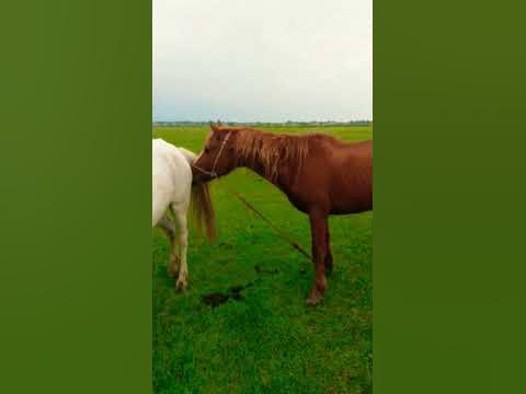 кабель - YouTube