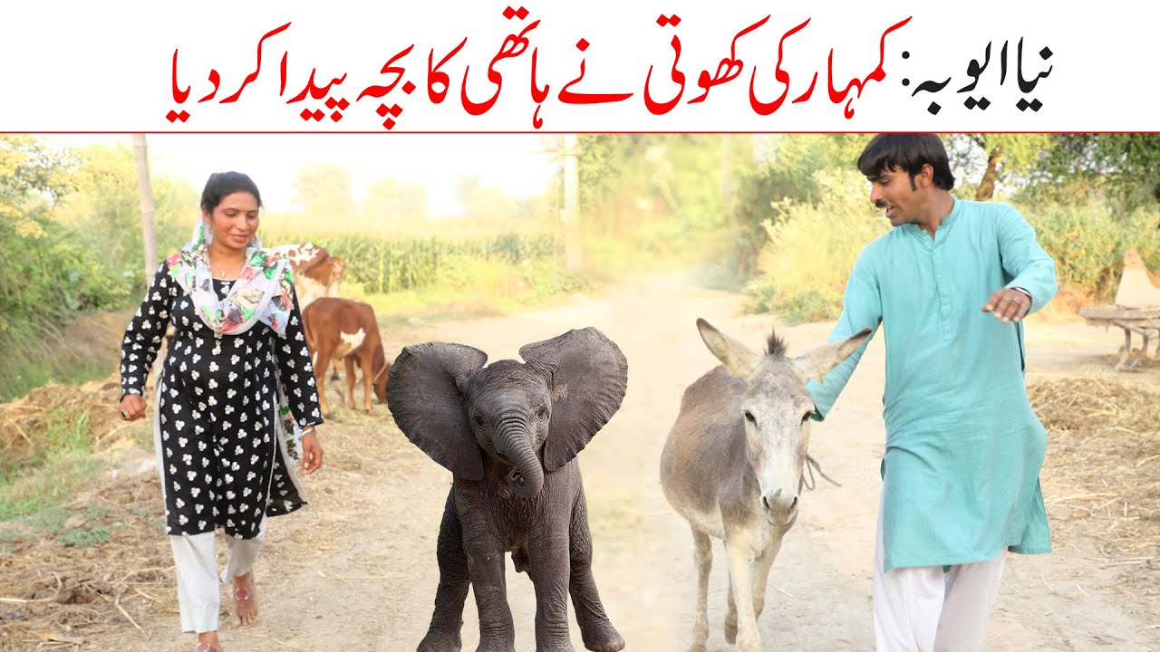Hathi ka Bacha//Bhotna,Shoki, Bilo ch koki Cheena & Sanam Mahi New ...