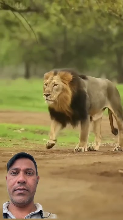 #lion #motivation #animals #tiger #wildlife #wildlifefight - YouTube