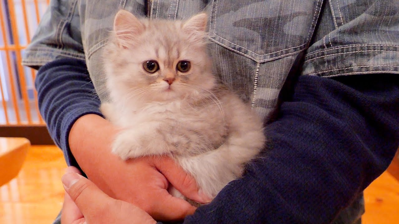 Kitten Coney goes to a new family. [For details, please see the summary ...