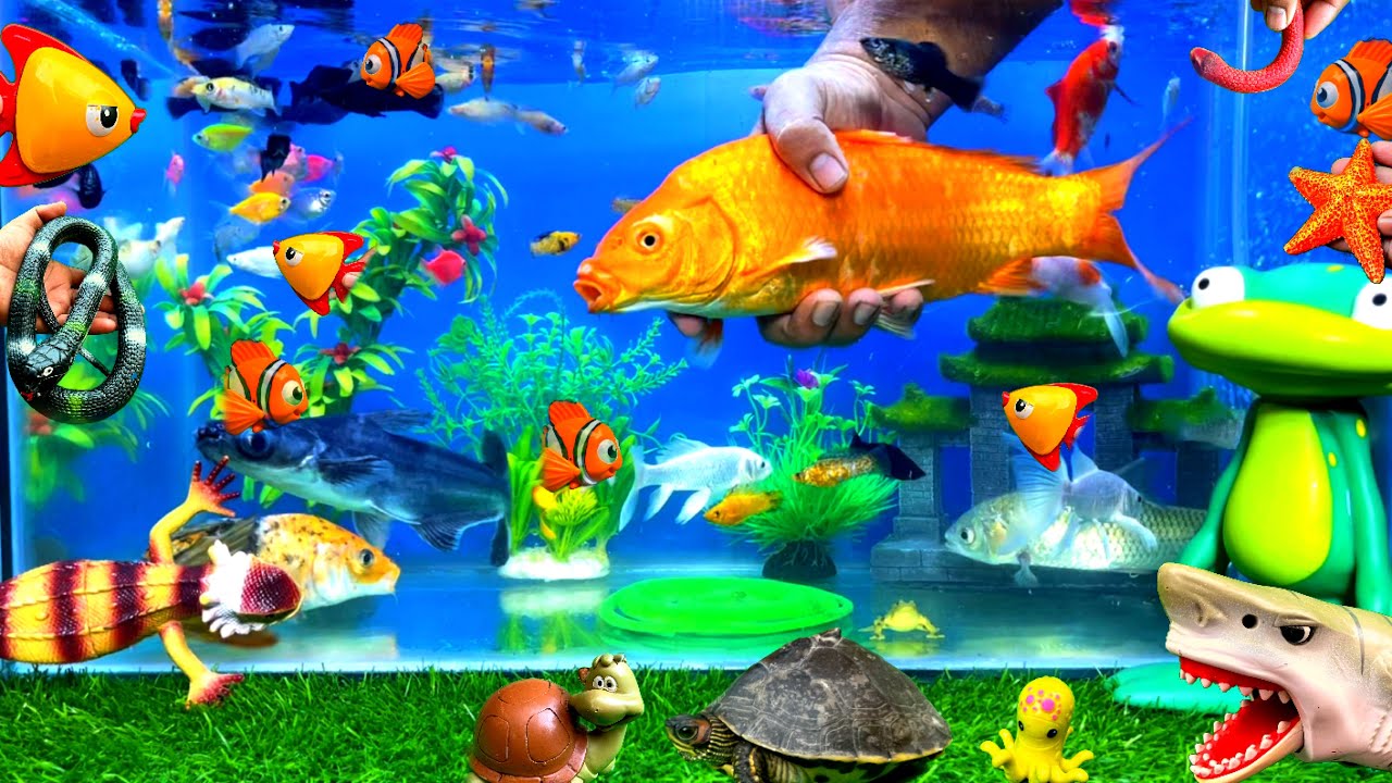 Beautiful Fish Aquarium Animated