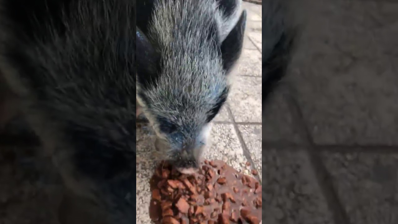 Stray pig in Puerto Rico - YouTube