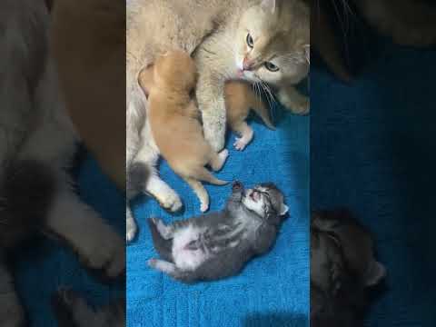 The mother cat is breastfeeding her kitten is very full after drinking milk look how cute