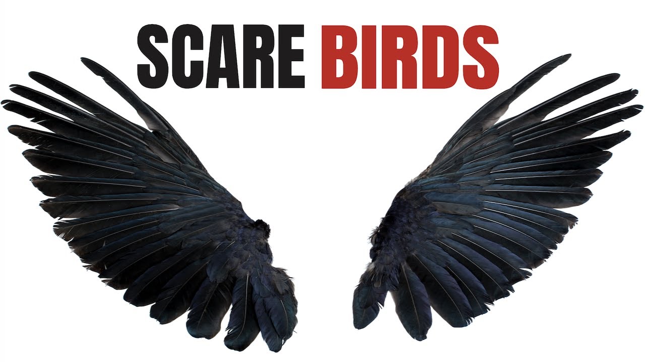 Frightens Birds