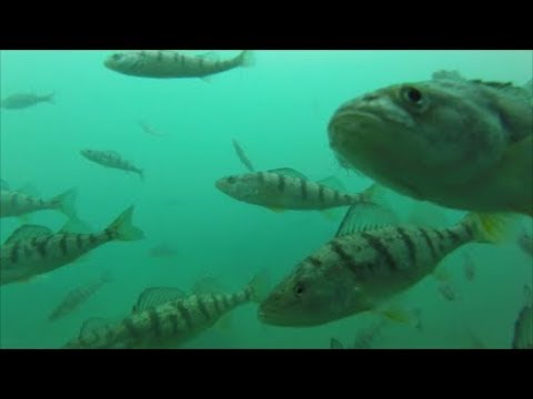 AMAZING underwater footage at navy pier perch fishing - YouTube