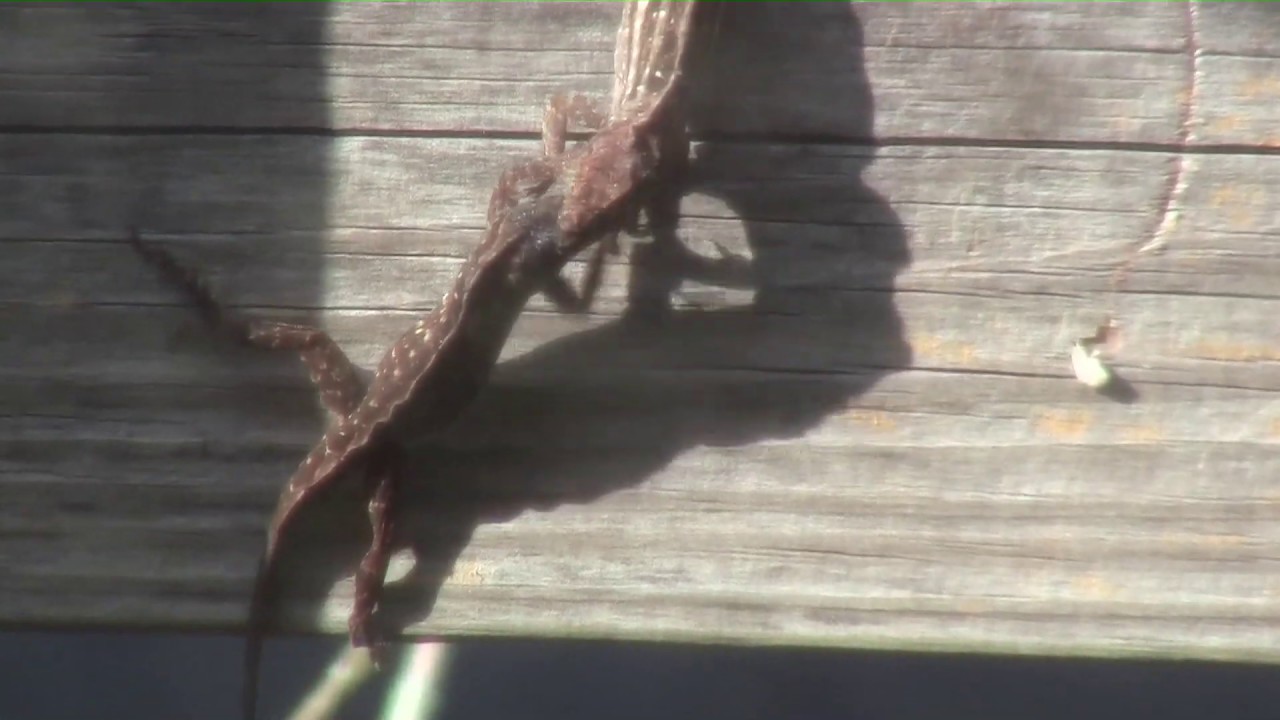 2 Male Lizards Fighting over a Female in Plant City, FL (2/12/2020 ...
