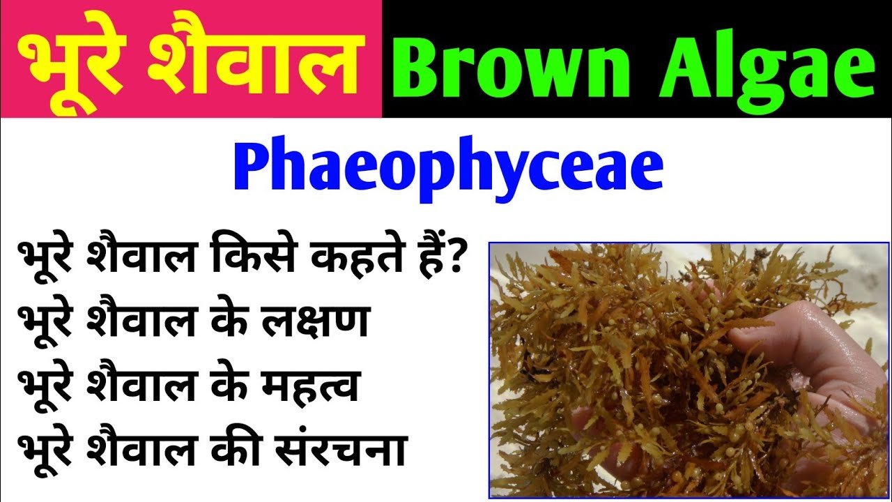 भूरे शैवाल | Brown Algae | phaeophyta | phaeophyceae | characteristics and importance of brown ...