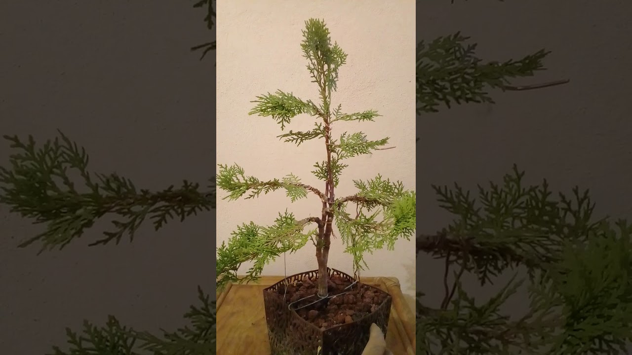 Thuja bonsai - YouTube
