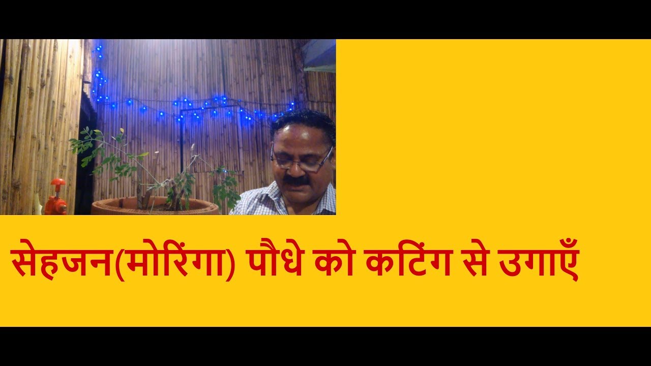Growing Moringa (Sehjan) Tree From Cuttings||सेहजन(मोरिंगा) पौधे को ...