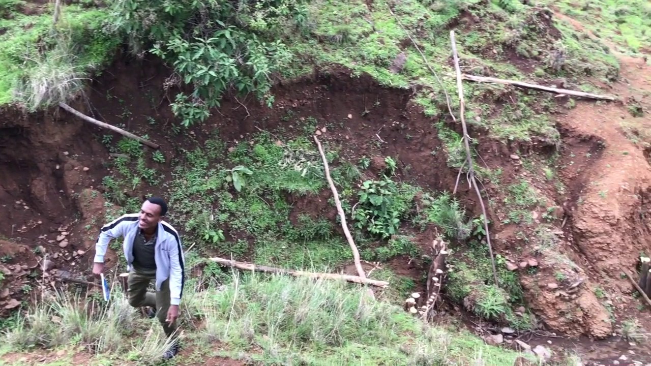 Reforestation and conservation techniques - YouTube