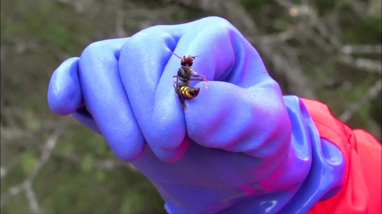 AI joins the fight against invasive Asian hornets | REUTERS - YouTube