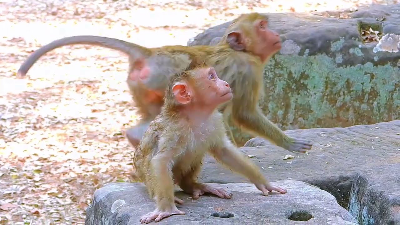 Pongo monkey go to Swim with LEO - YouTube