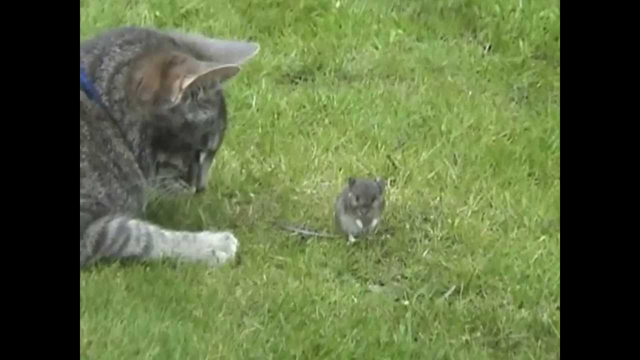 Cat playing with real mouse - YouTube