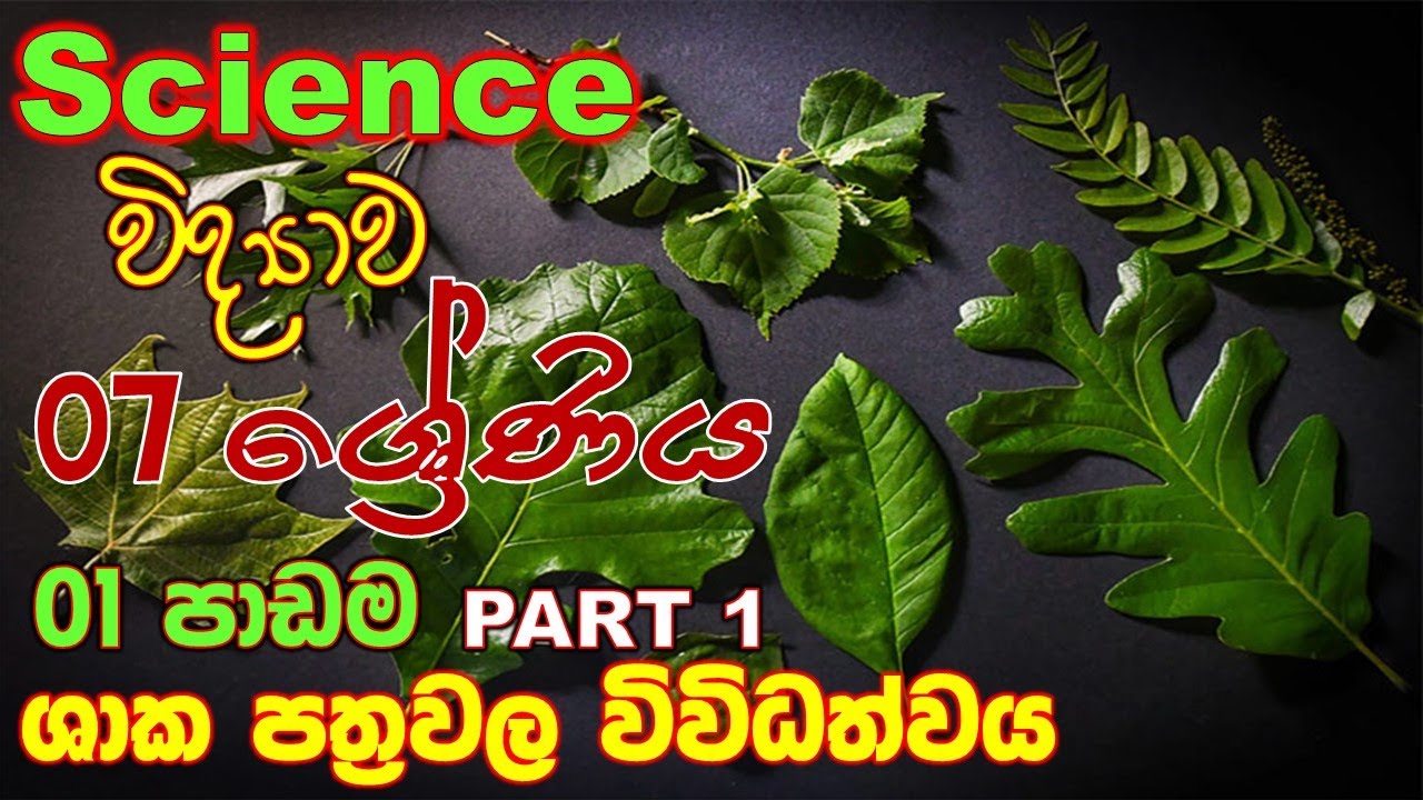 ශාකවල විවිධත්වය - ශාක පත්‍රවල විවිධත්වය | science grade 7 lesson1 part2 ...