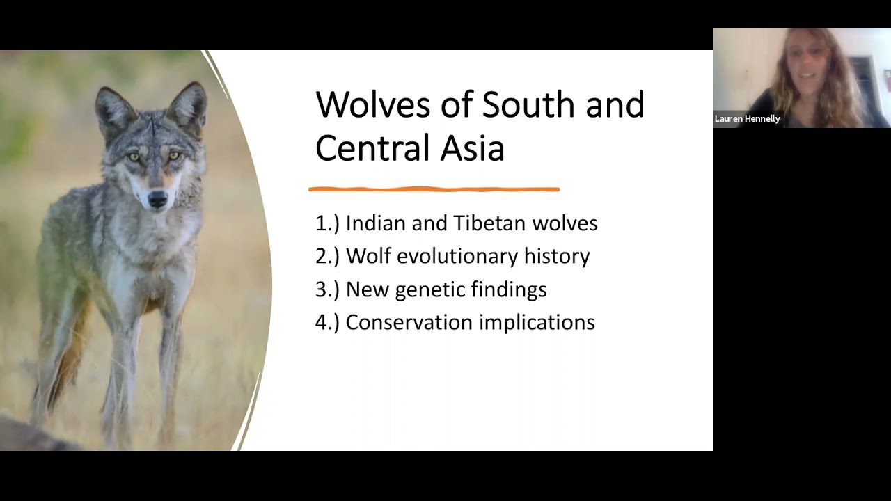 Webinar - Unraveling the Evolutionary History of Wolves in South and ...