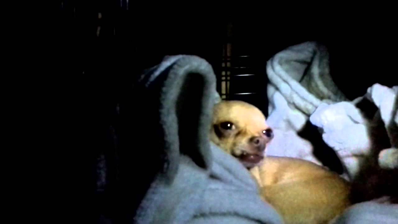 Lil' Po-Po: - YouTube