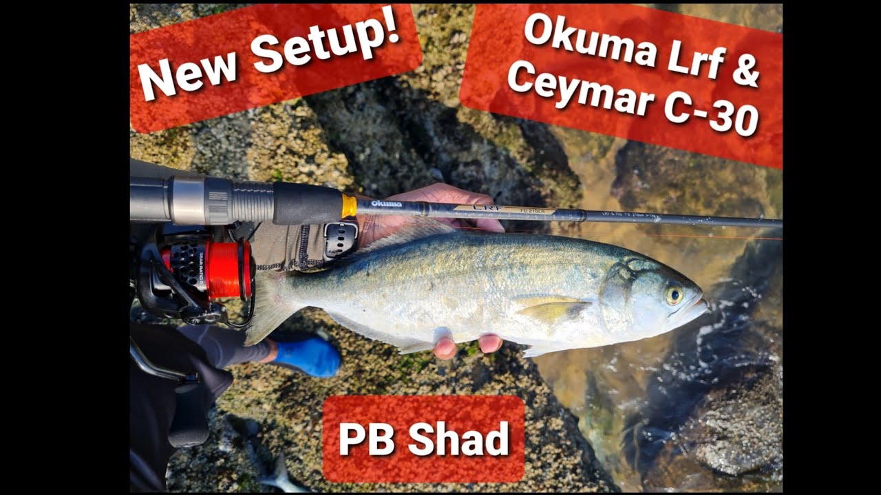 Battling Shad on Ultralight Tackle. Fishing umhlanga lighthouse. My PB ...