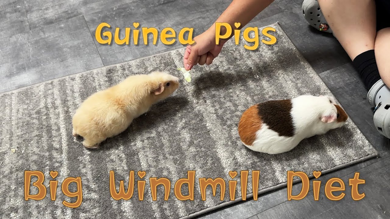 【GUINEA PIG】Windmill Diet - YouTube