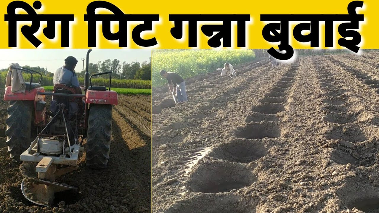 रिंग पिट गन्ना बुवाई लाइव । Ring Pit Sugarcane Farming । Ring Pit Ganna ...