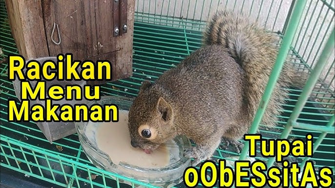 Kandang Tupai Kelapa