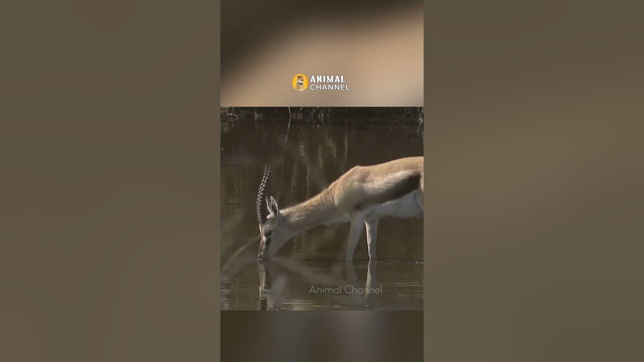 Python Swallows' an entire Impala #animals - YouTube