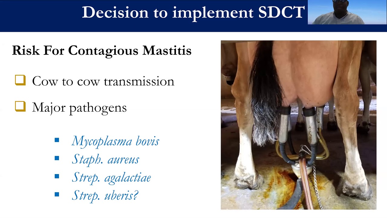 Selective Dry Cow Therapy - principles and economics - YouTube