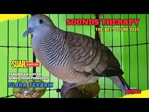Zebra Dove Call Perkutut Lokal Gacor Suara Sangat Ampuh Menarik ...