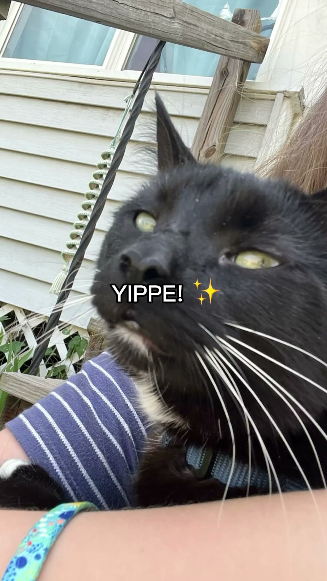 Yippee #cat #cute - YouTube