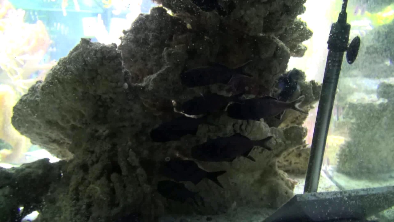 Flashlight fish blinking in dim light part 1 - YouTube