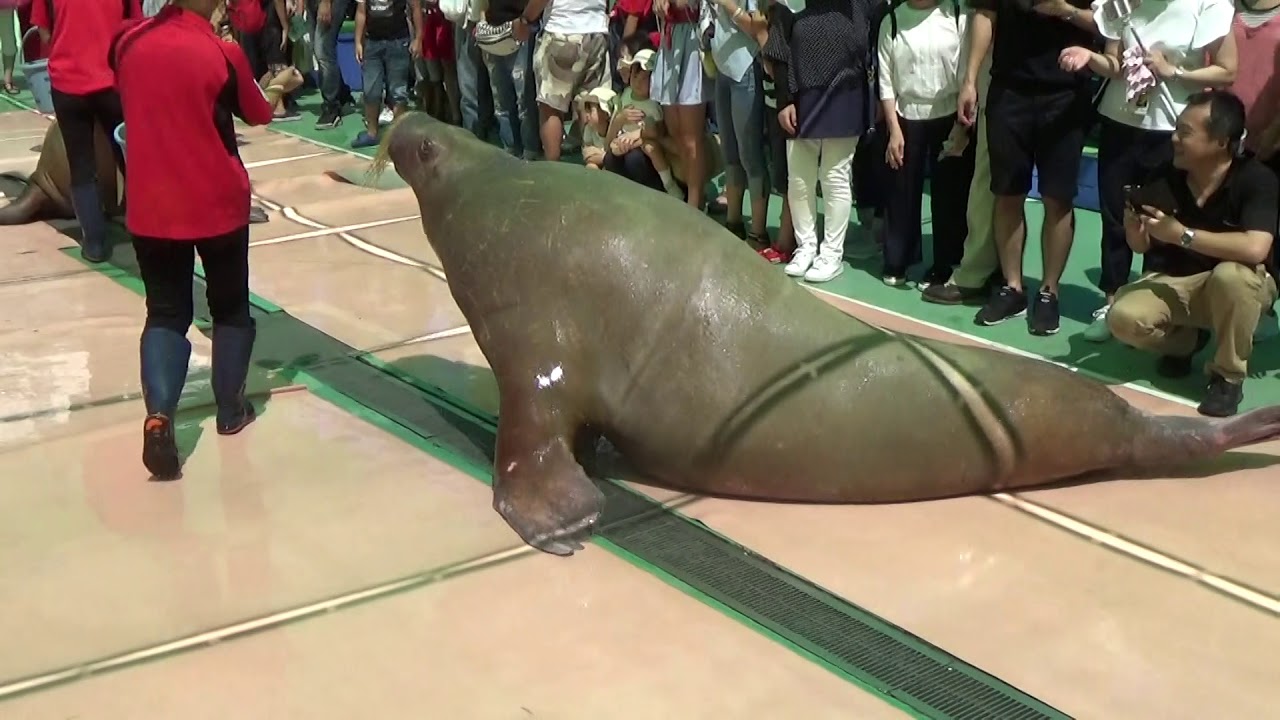 Ise Sea Paradise Walrus Walking Time 8/25 13:15 - YouTube