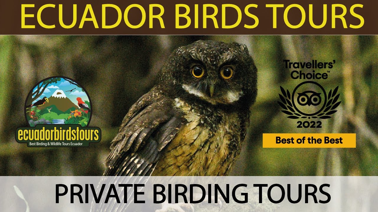 Ecuador Birds Tours - Private Birding Tours near Quito Ecuador - YouTube