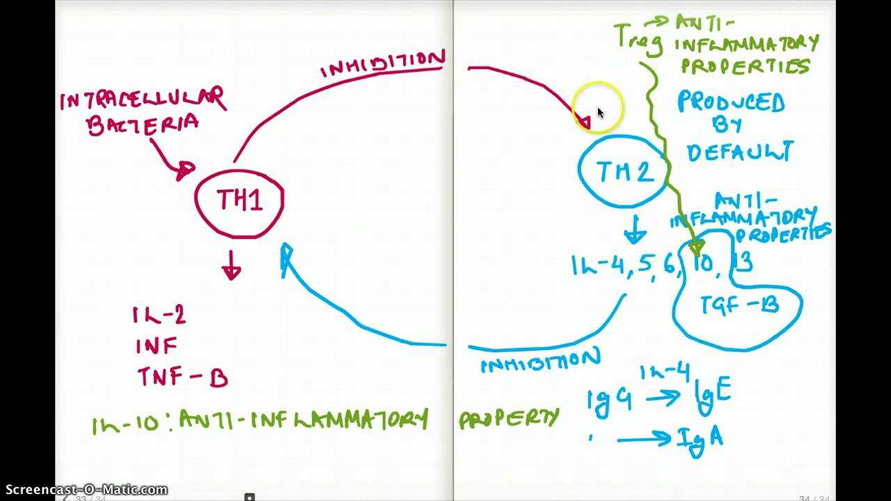 T Cell Differentiation Part 2 - YouTube