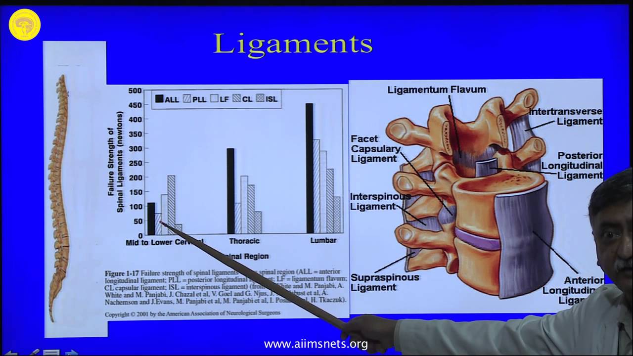 Dorsal and Lumbar Pedicles - Surgical Anatomy - YouTube