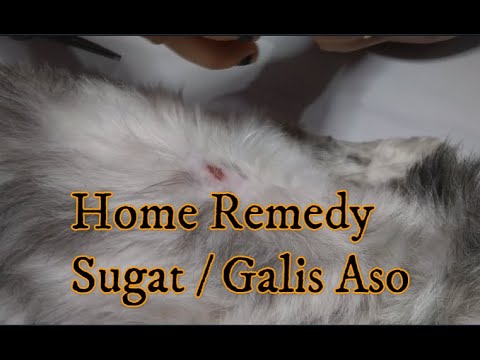 Galis Aso Sugat Home Remedy Paano gamutin - YouTube