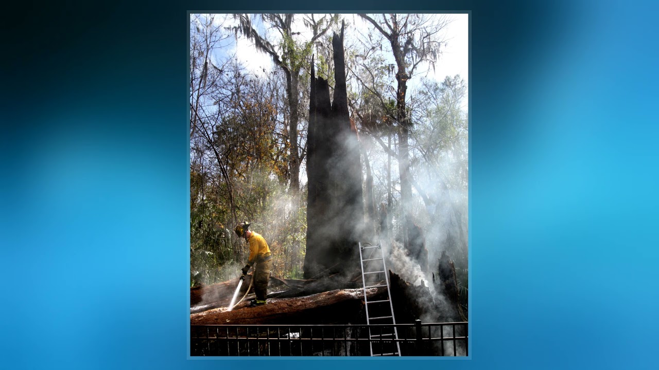 The Senator (Tree) - YouTube