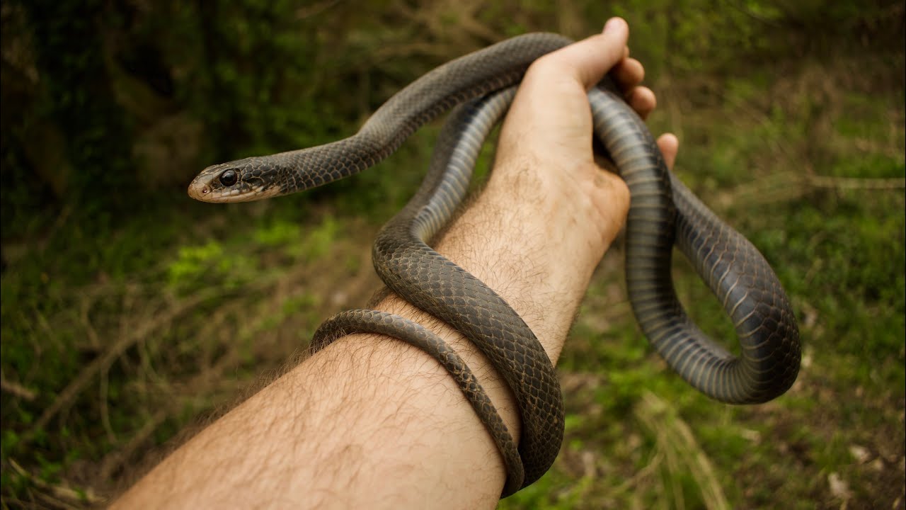 Best Herping Yet! - YouTube