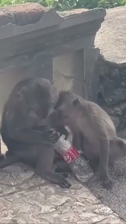 Pelea de Monos 🙈 - YouTube