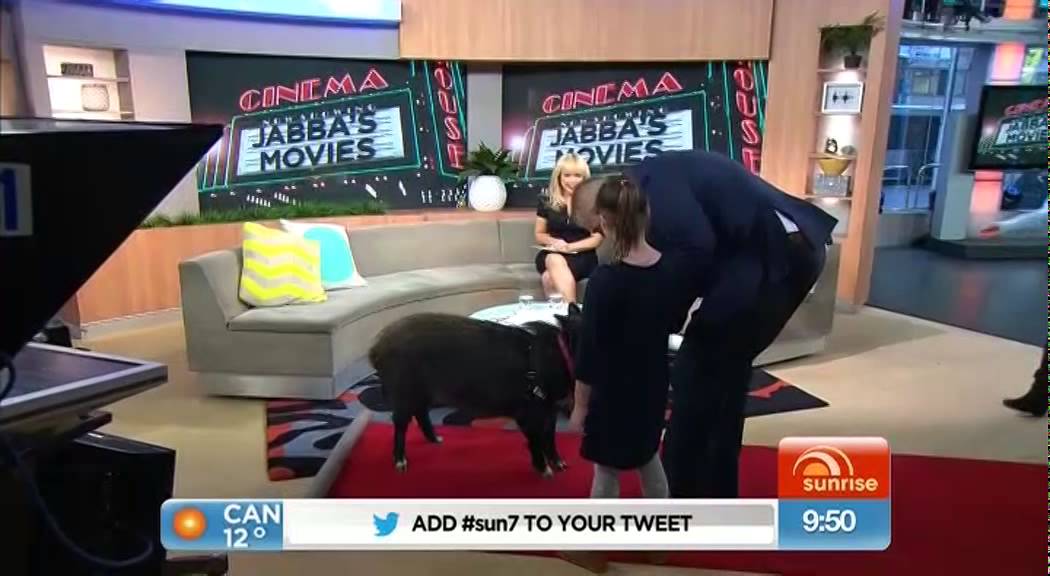 Coco the talented pig upstages hosts on Weekend Sunrise - YouTube