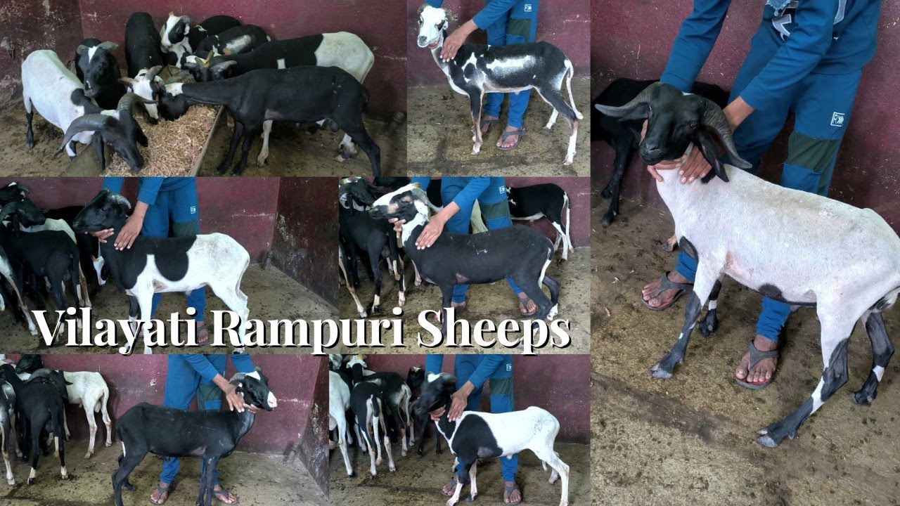Vilayati Rampuri Sheeps Available Contact 8121270400 - YouTube