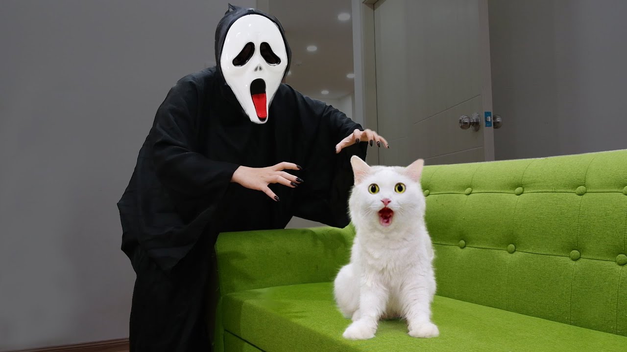 Cats vs Ghostface 2 - YouTube