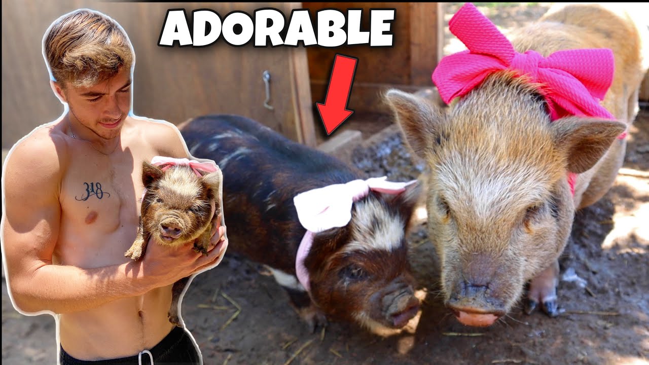 We *SURPRISED* the mini pigs with this... - YouTube