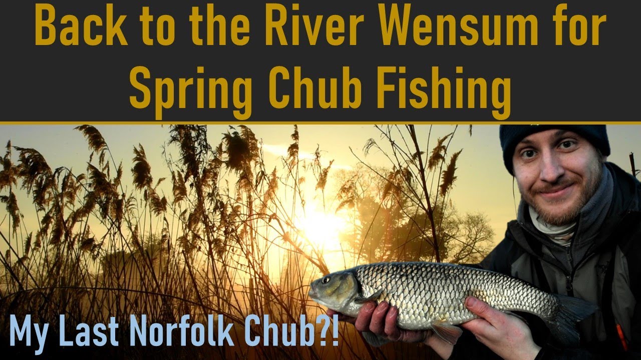 Back to the River Wensum for Spring Chub Fishing: River Foss Fishing ...