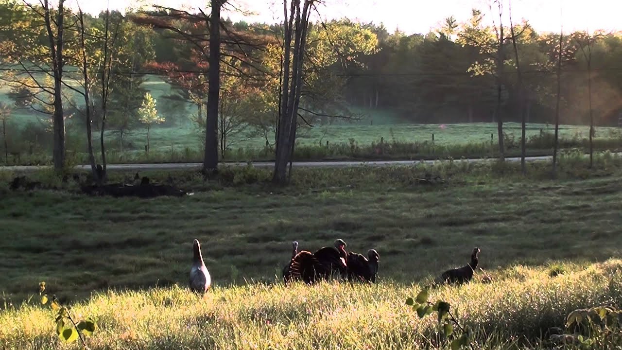 Self Filmed New Hampshire Turkey Hunt - YouTube