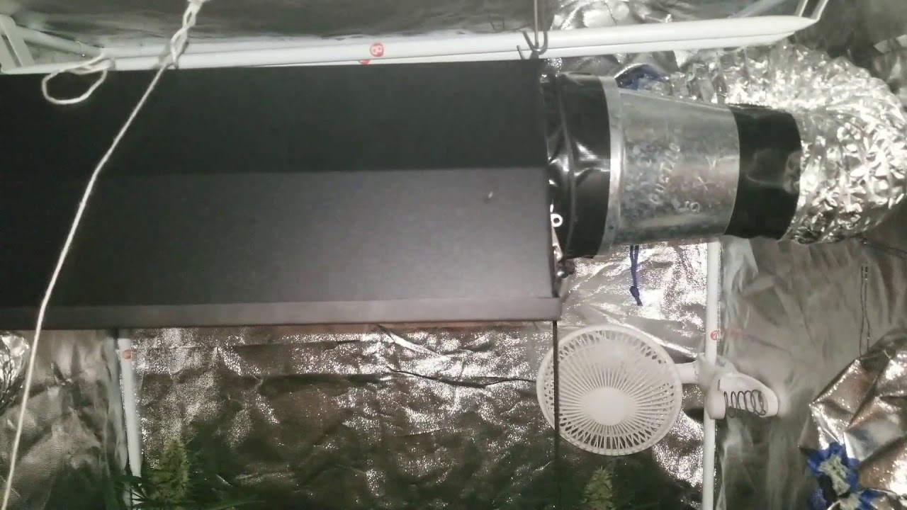 Week 6 flower update. Big buds! - YouTube